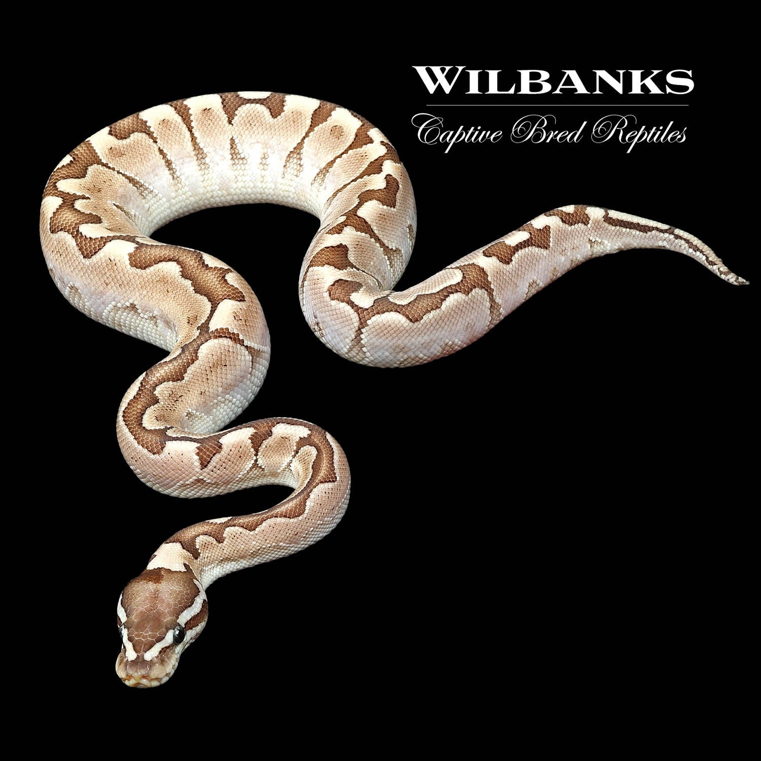 Bamboo Ball Python by Wilbanks Captive Bred Reptiles - MorphMarket