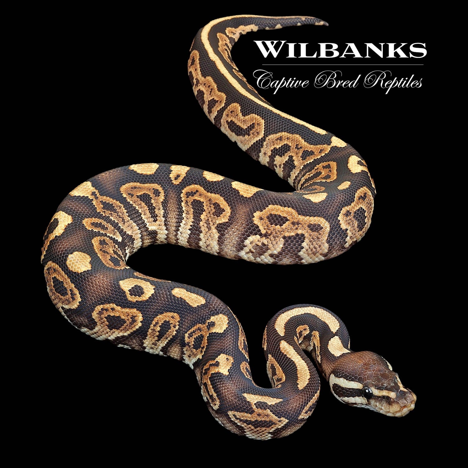 Black Fire Ball Python by Wilbanks Captive Bred Reptiles - MorphMarket