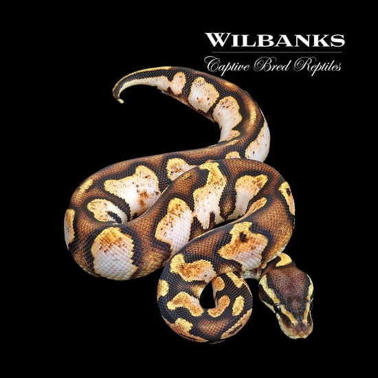 Pastel Sugar Ball Python by Wilbanks Captive Bred Reptiles