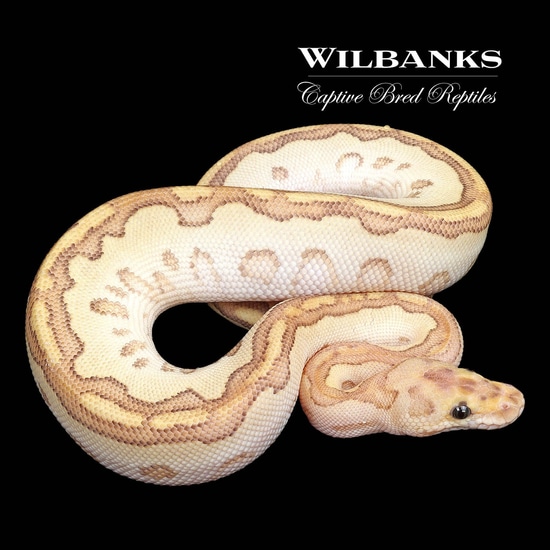 Nuclear Clown Ball Python by Wilbanks Captive Bred Reptiles