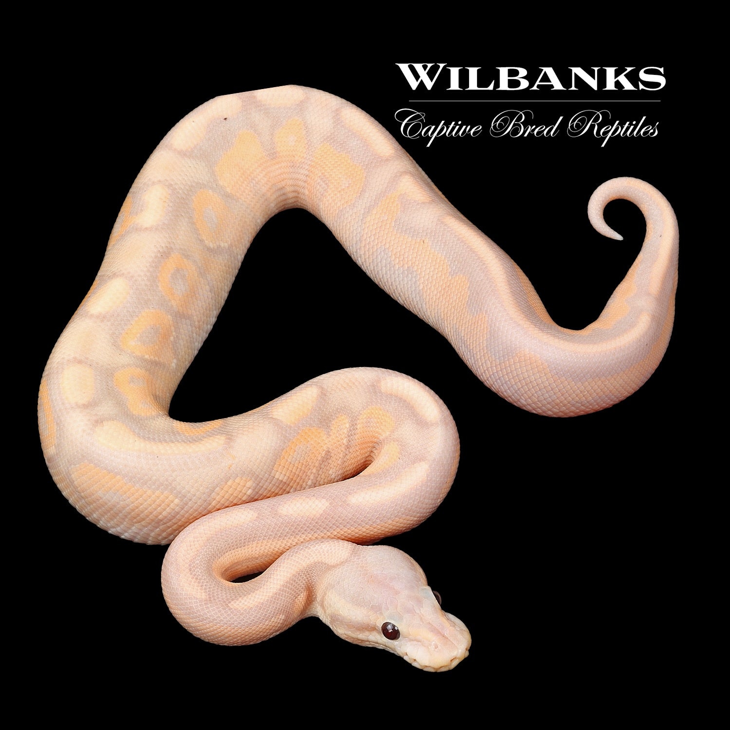 Banana Cinnamon Fire Ball Python by Wilbanks Captive Bred Reptiles ...