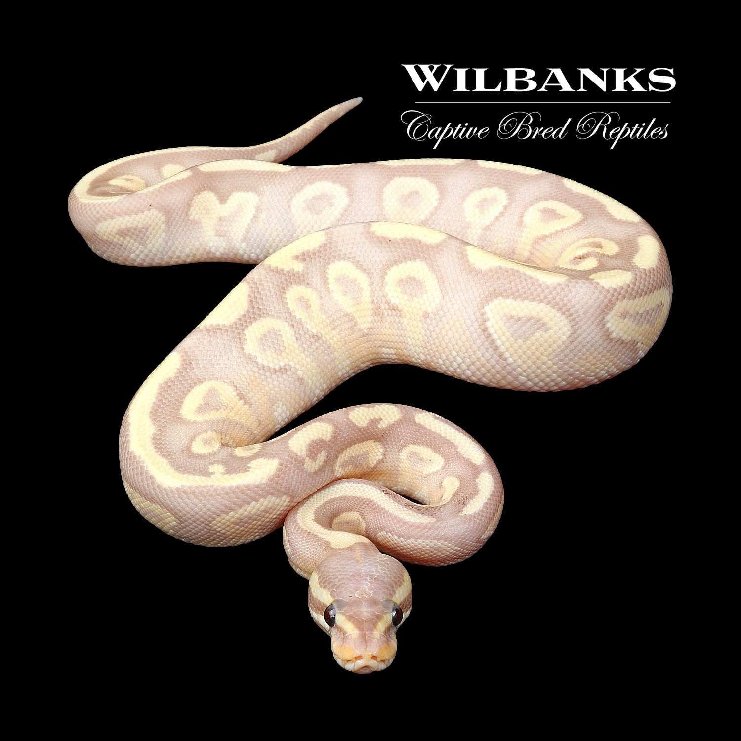 Banana Butter Yellow Belly Ball Python by Wilbanks Captive Bred ...