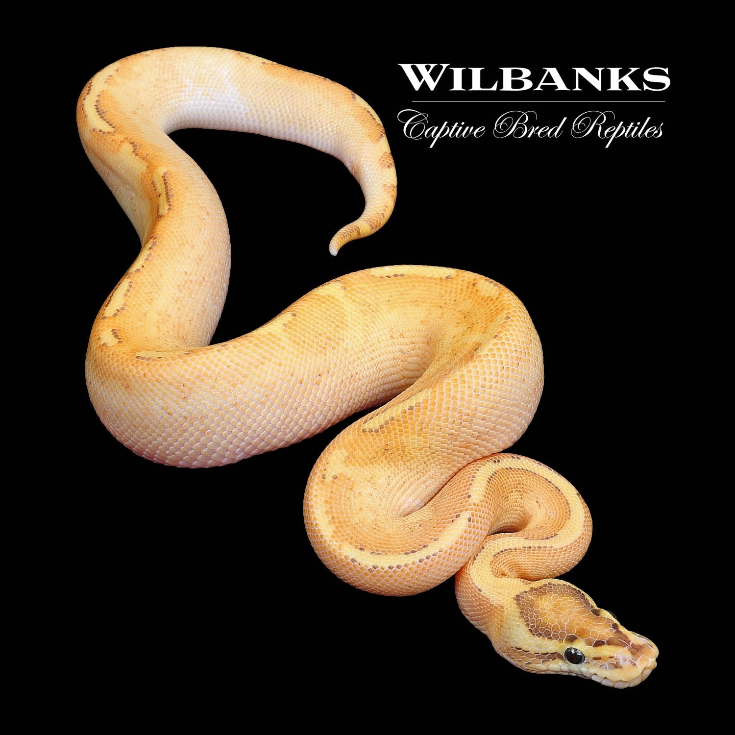 Enchi Puma Ball Python by Wilbanks Captive Bred Reptiles - MorphMarket