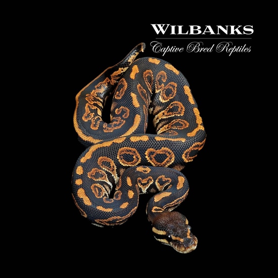 Black Pastel Granite Ball Python by Wilbanks Captive Bred Reptiles