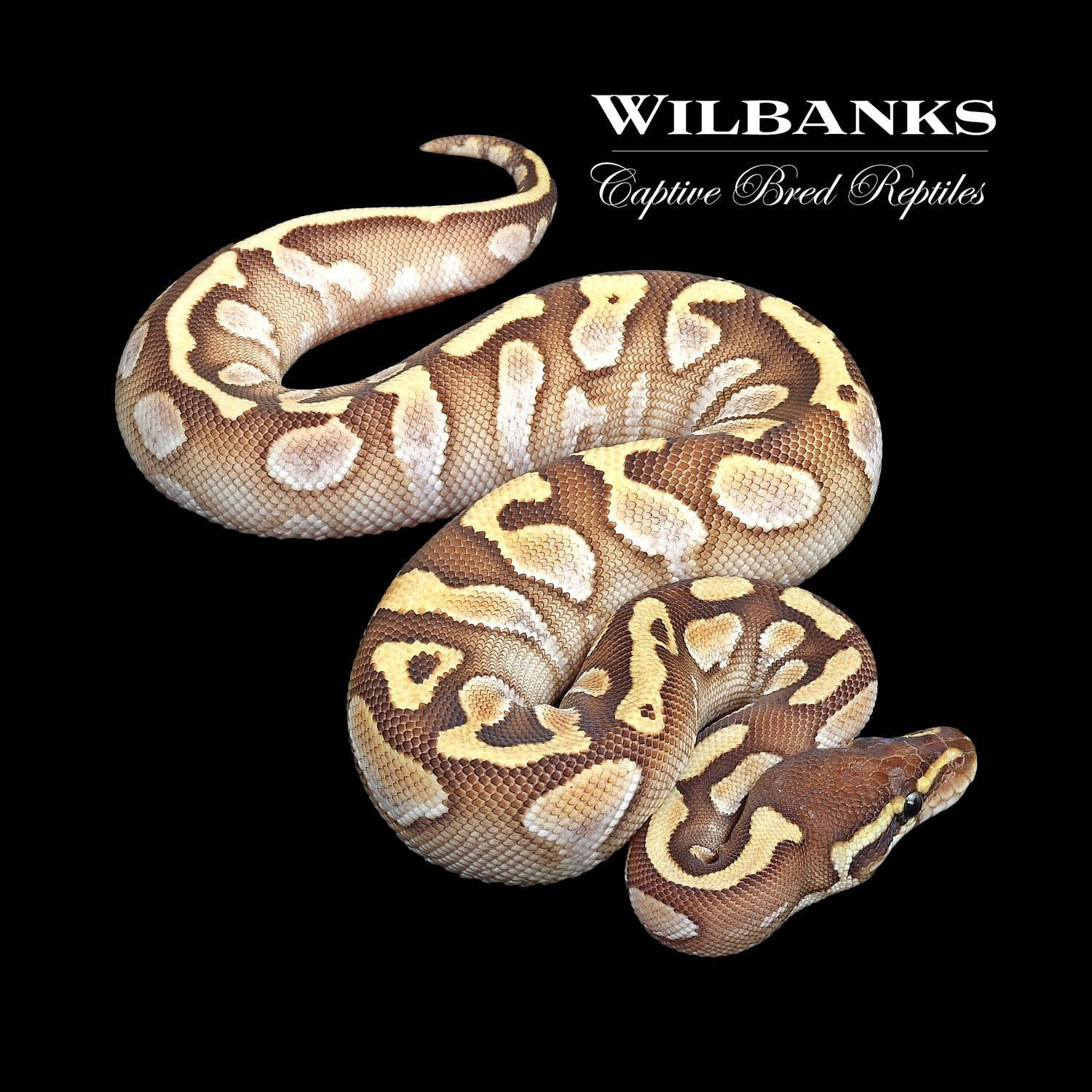 Butter Yellow Belly Sugar Ball Python by Wilbanks Captive Bred Reptiles ...