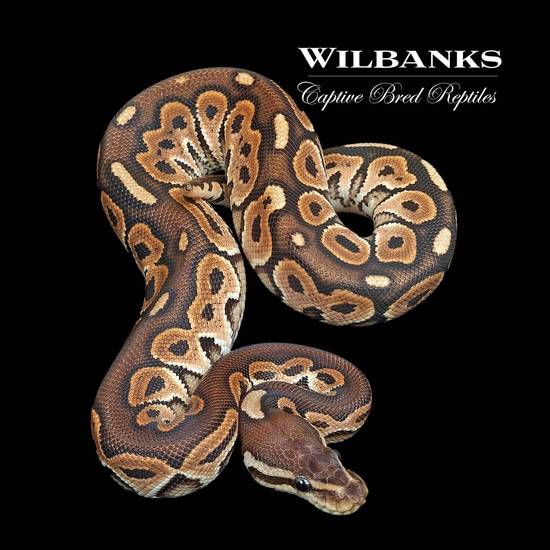 Cinnamon Special Ball Python by Wilbanks Captive Bred Reptiles