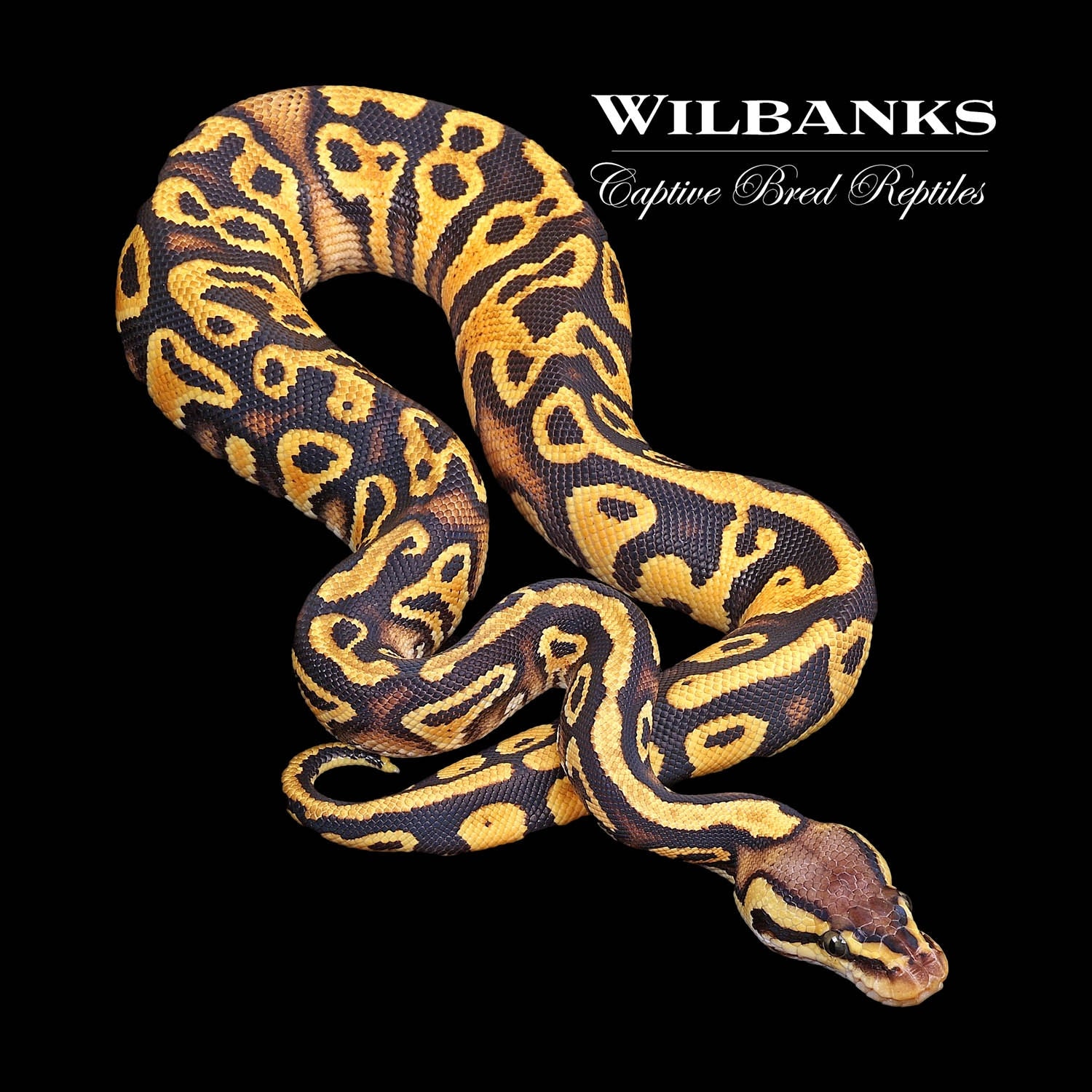 Pastel Yellow Belly 100% DH Clown Genetic Stripe Ball Python by ...