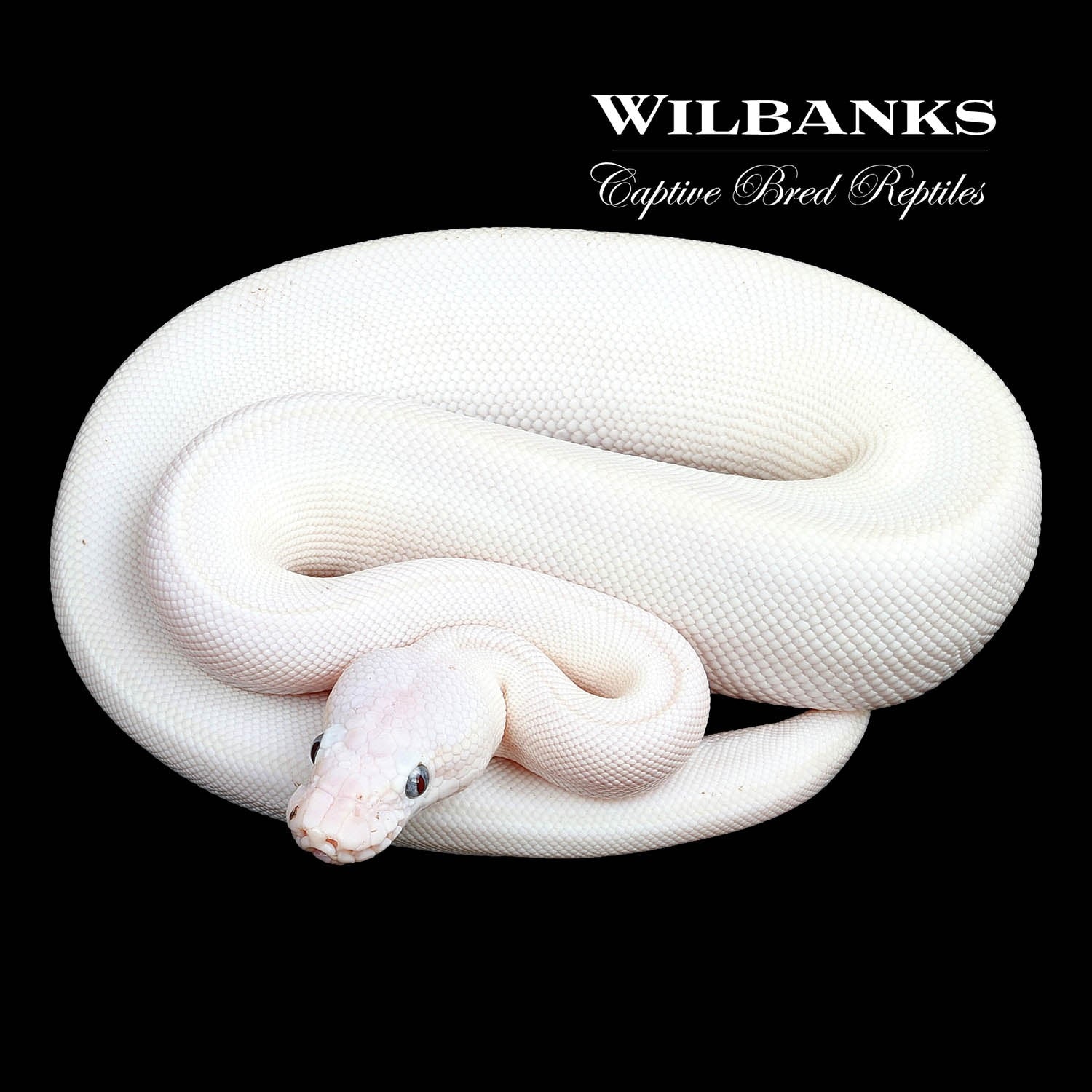 Blue Eyed Leucistic (Lucy) (Mojave Butter) Ball Python by Wilbanks ...