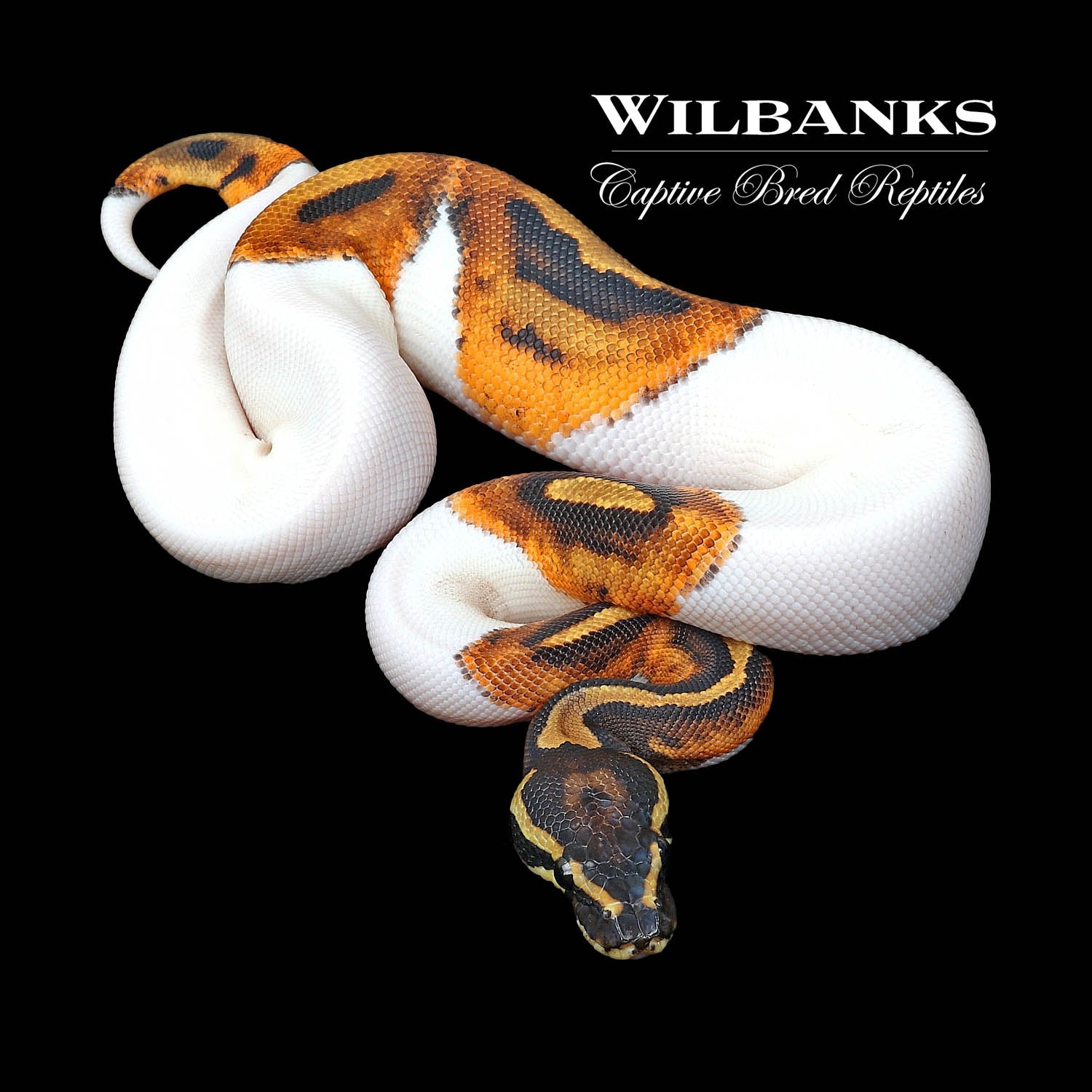 Pied Ball Python by Wilbanks Captive Bred Reptiles - MorphMarket
