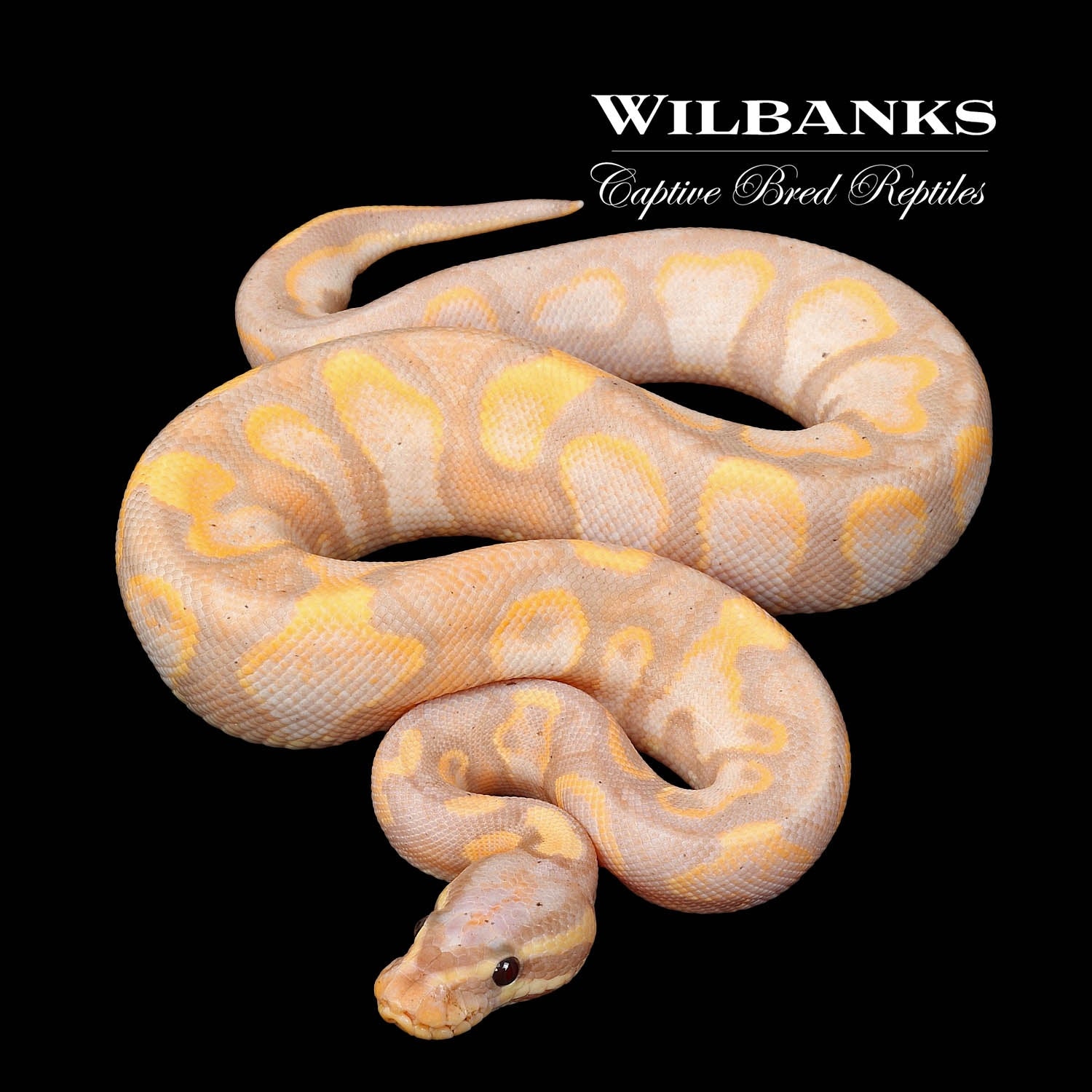 Banana Orange Dream Specter Ball Python by Wilbanks Captive Bred ...