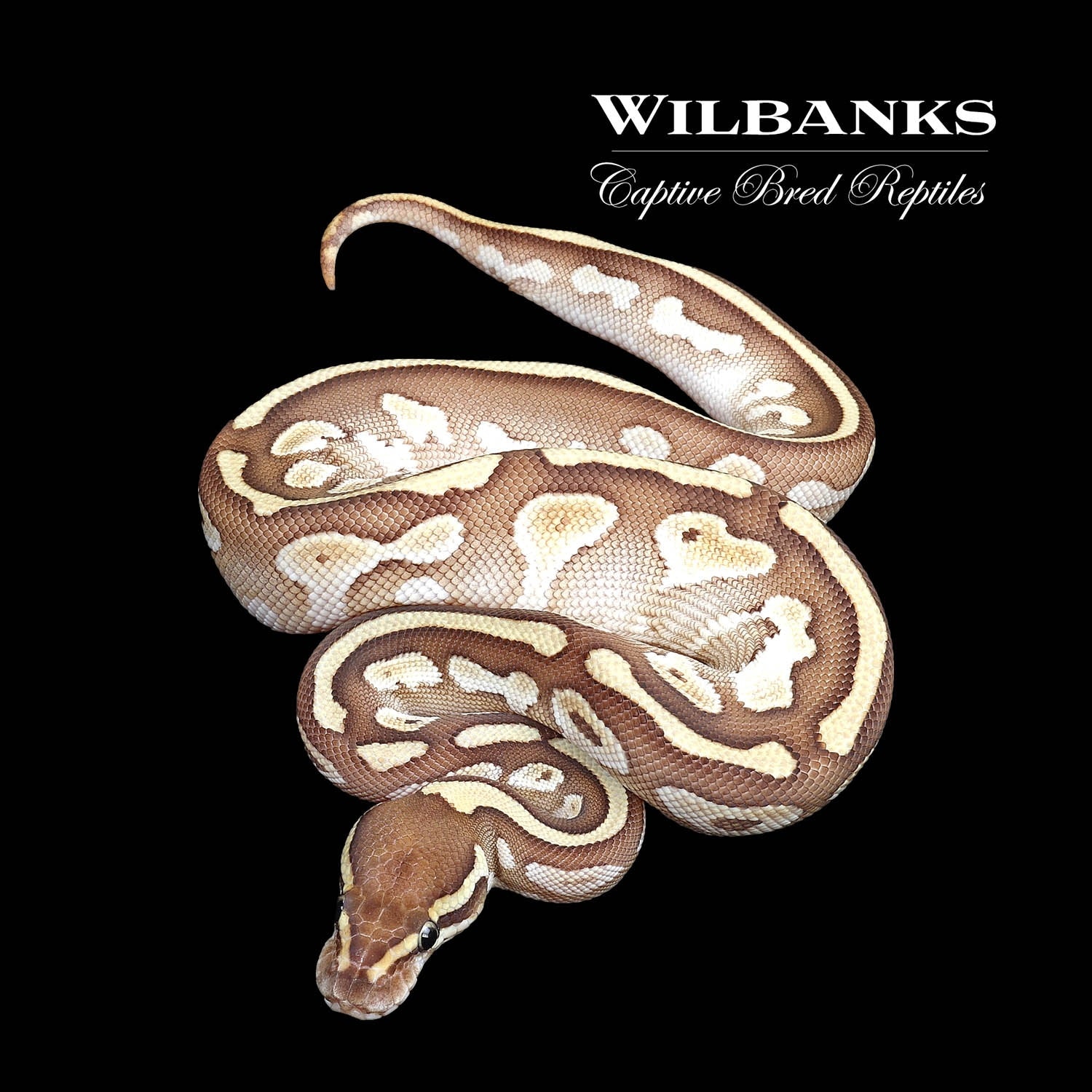 Butter Yellow Belly Ball Python by Wilbanks Captive Bred Reptiles ...
