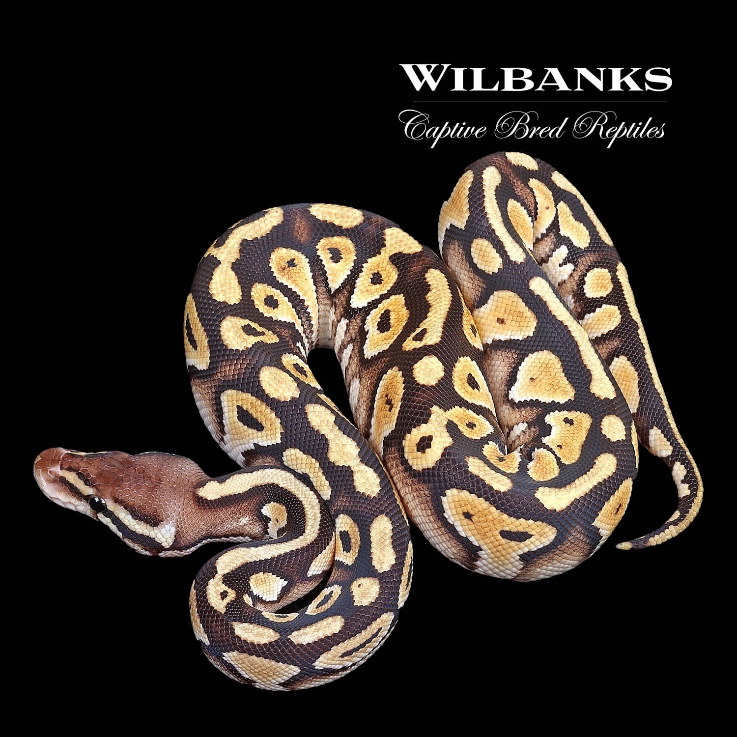 Pastel Phantom Ball Python by Wilbanks Captive Bred Reptiles - MorphMarket