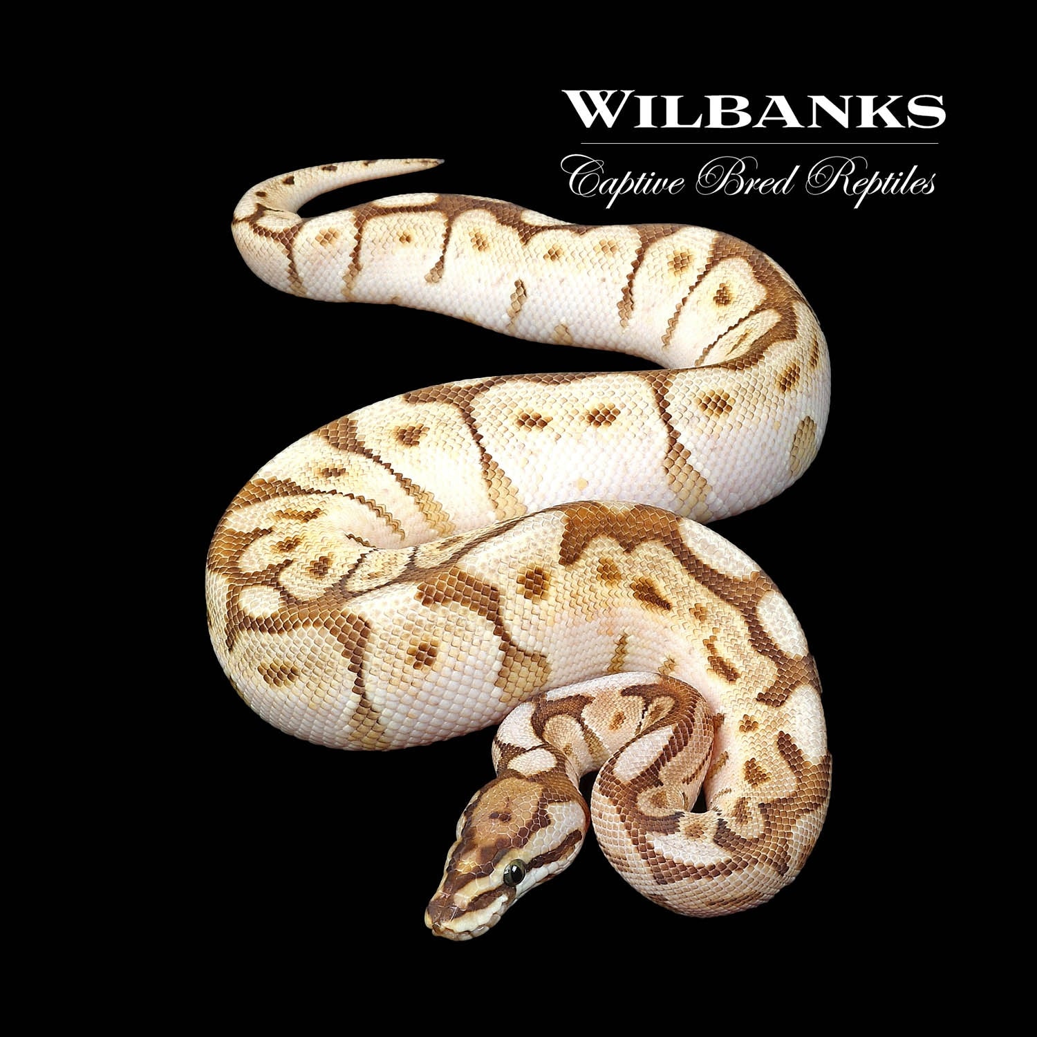 Butter Spider Ball Python by Wilbanks Captive Bred Reptiles - MorphMarket