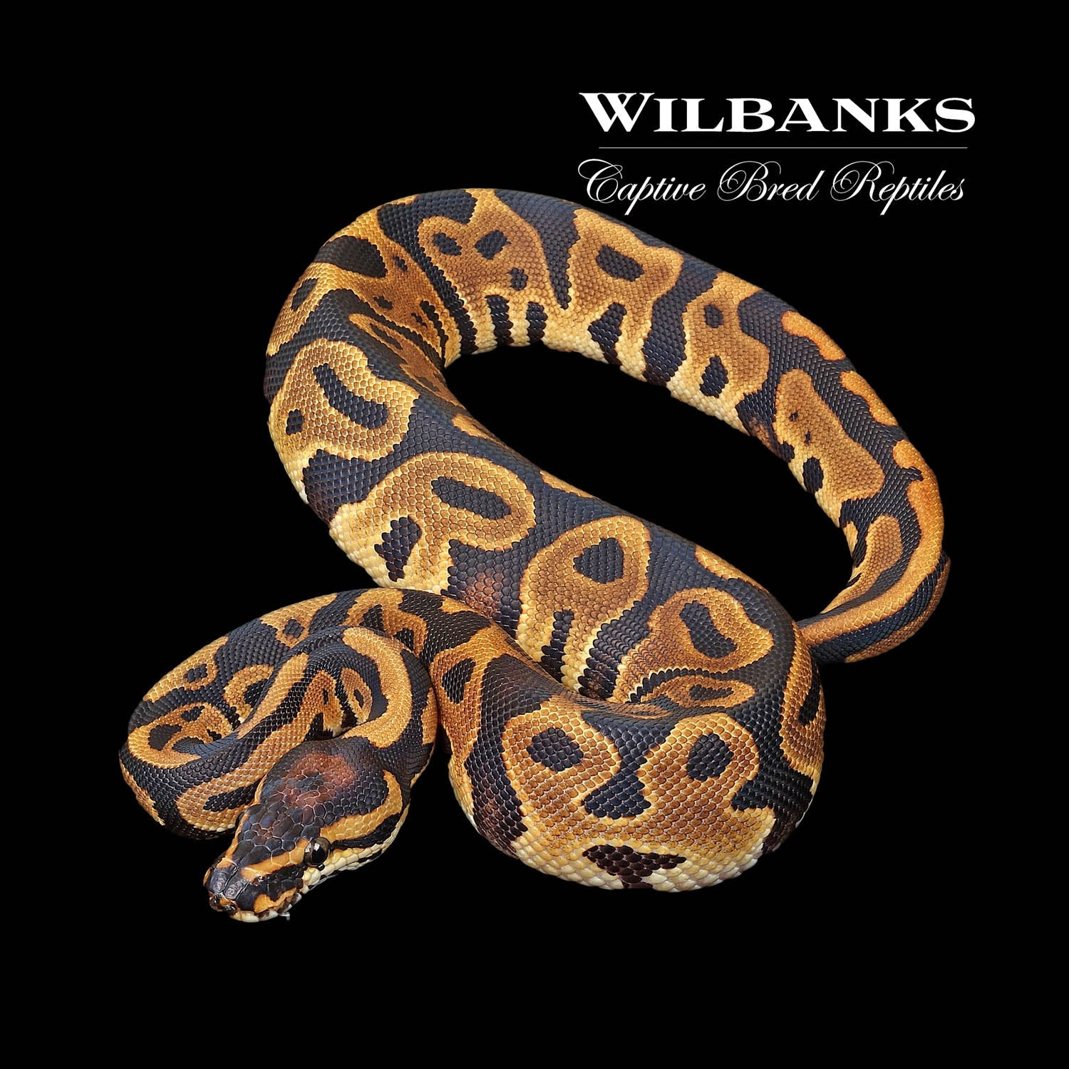 Leopard Gravel (Guaranteed) Ball Python by Wilbanks Captive Bred ...