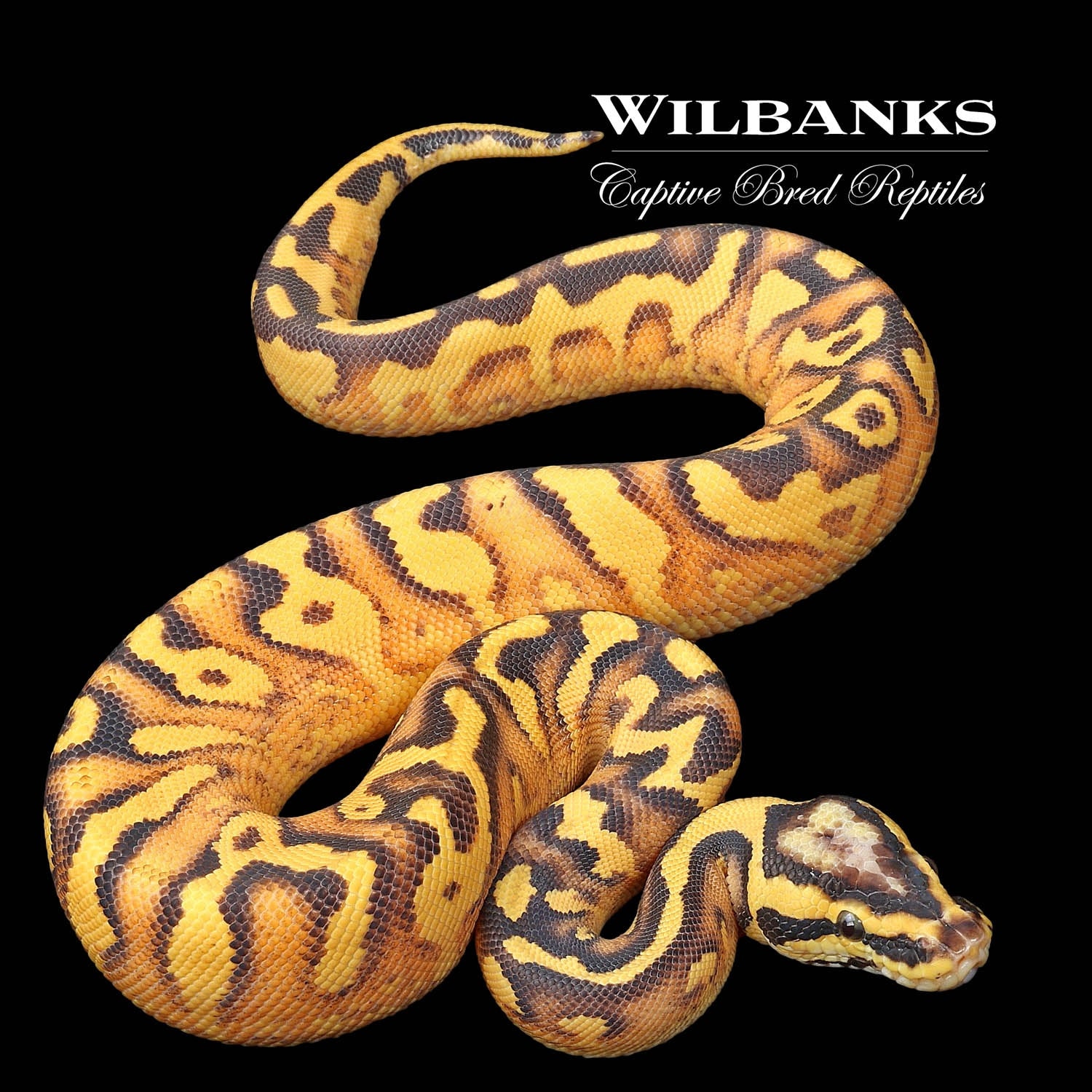 Pastel Super Enchi Super Asphalt Ball Python by Wilbanks Captive Bred ...