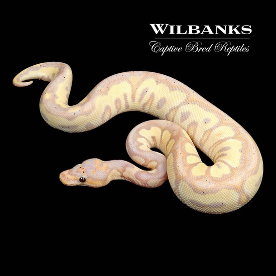 Banana Clown Ball Python by Wilbanks Captive Bred Reptiles