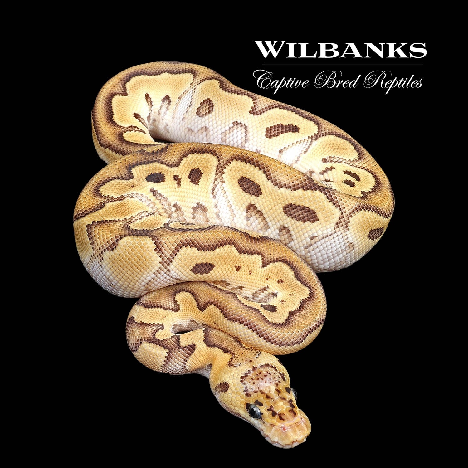 Pastel Mojave Clown Ball Python by Wilbanks Captive Bred Reptiles ...