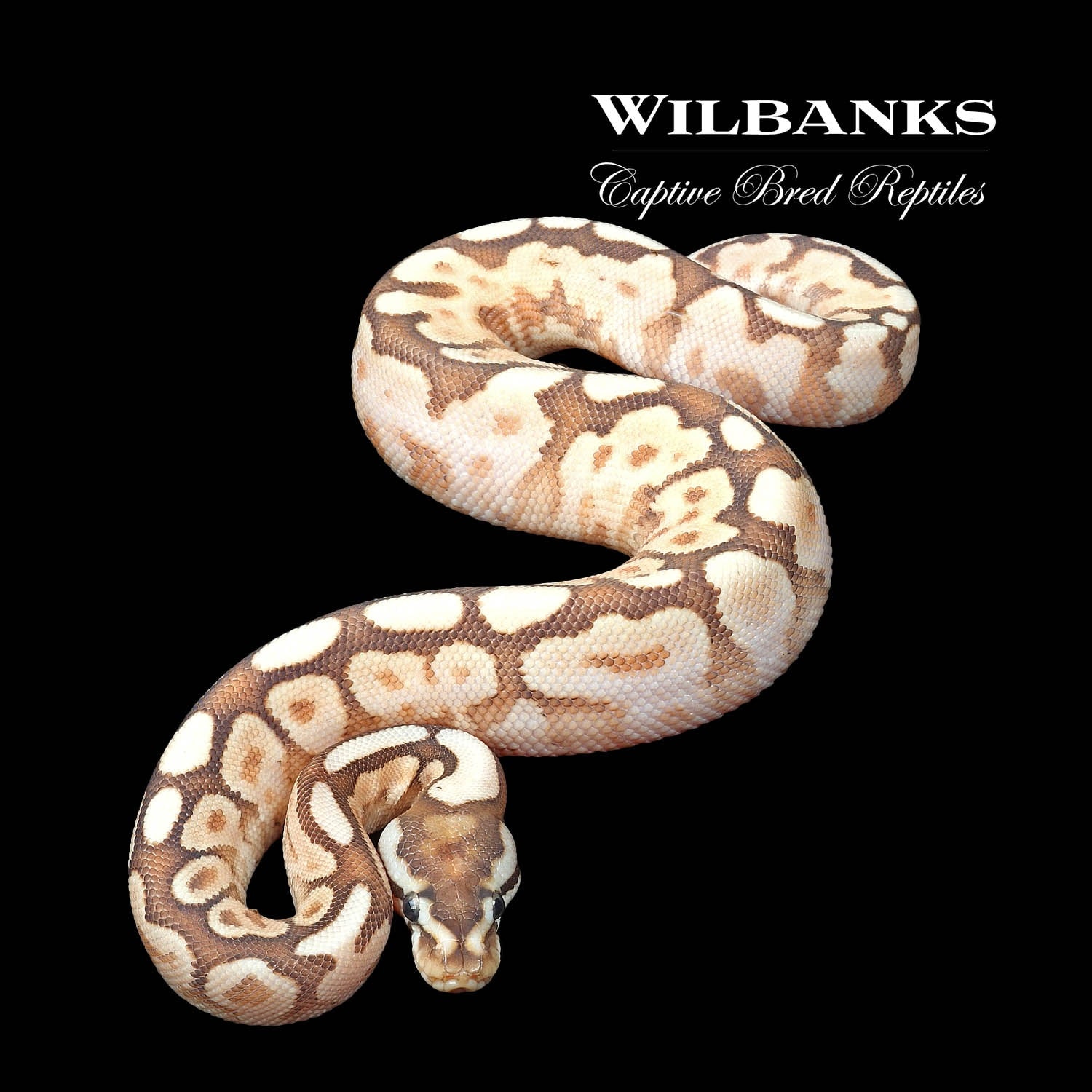 Butter Spider Yellow Belly Ball Python by Wilbanks Captive Bred ...
