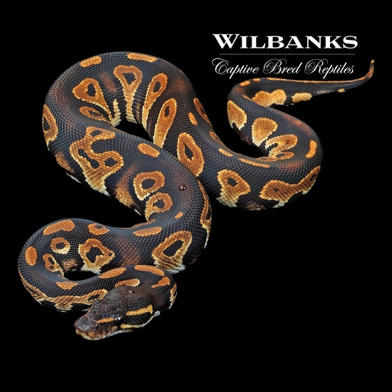 Blackhead 100% Het. Lavender Albino Ball Python by Wilbanks Captive ...