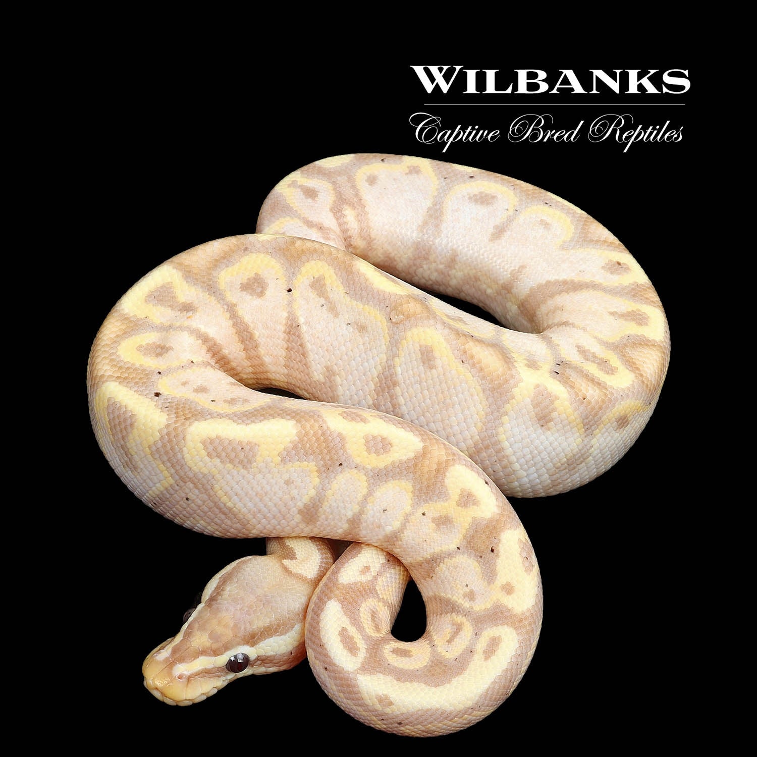 Banana Pastel Yellow Belly Ball Python by Wilbanks Captive Bred ...