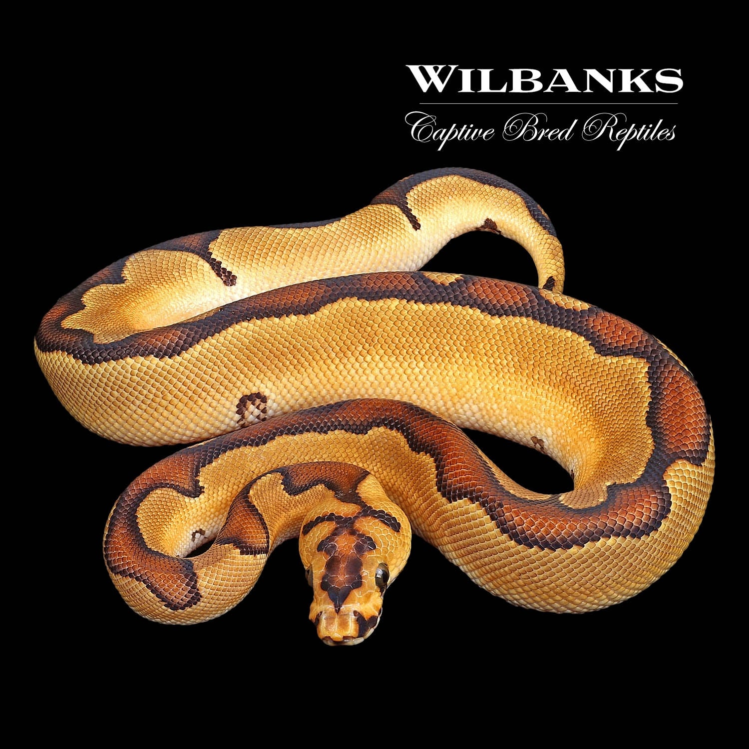 Enchi Clown Ball Python by Wilbanks Captive Bred Reptiles - MorphMarket