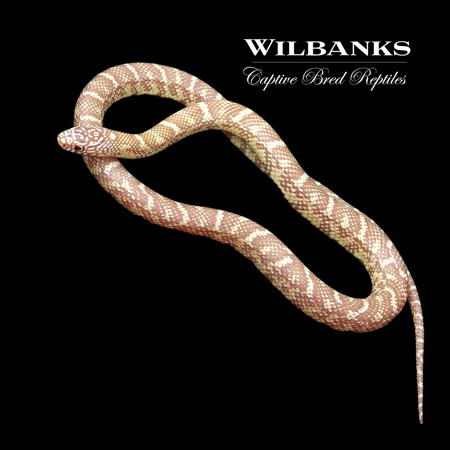Lavender Albino Brooks' Kingsnake by Wilbanks Captive Bred Reptiles ...
