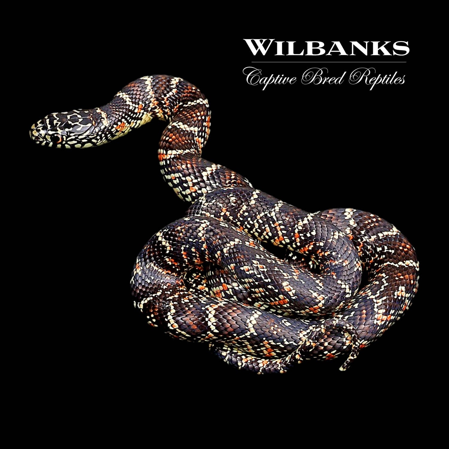 Brooks' Kingsnake by Wilbanks Captive Bred Reptiles - MorphMarket