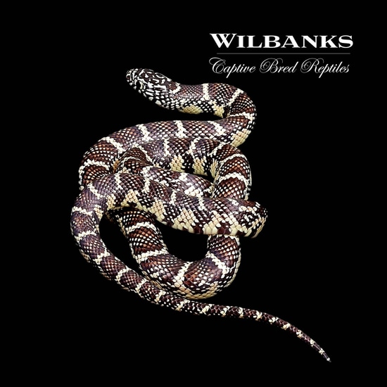 Brooks Kingsnake Brooks' Kingsnake by Wilbanks Captive Bred Reptiles