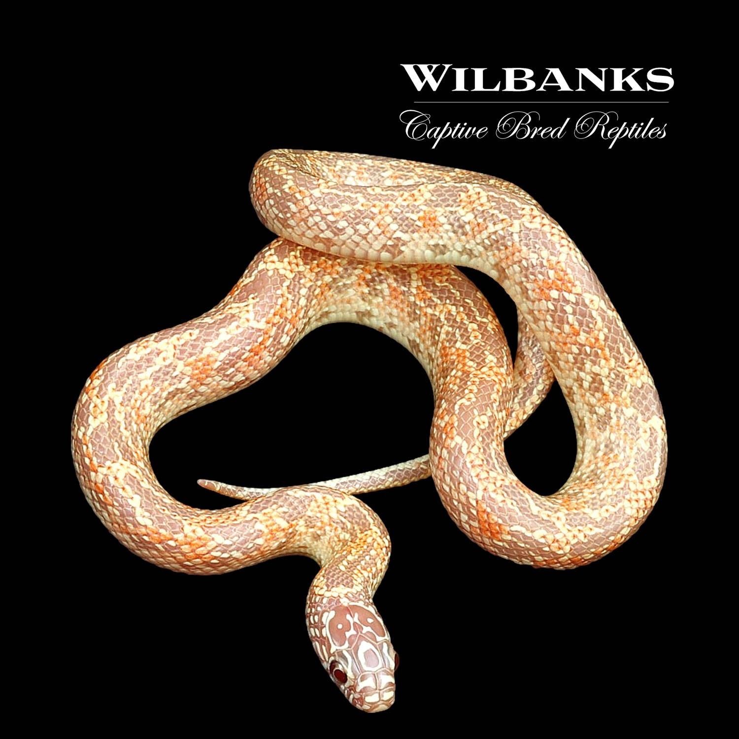Amel Mosaic Florida Kingsnake by Wilbanks Captive Bred Reptiles ...