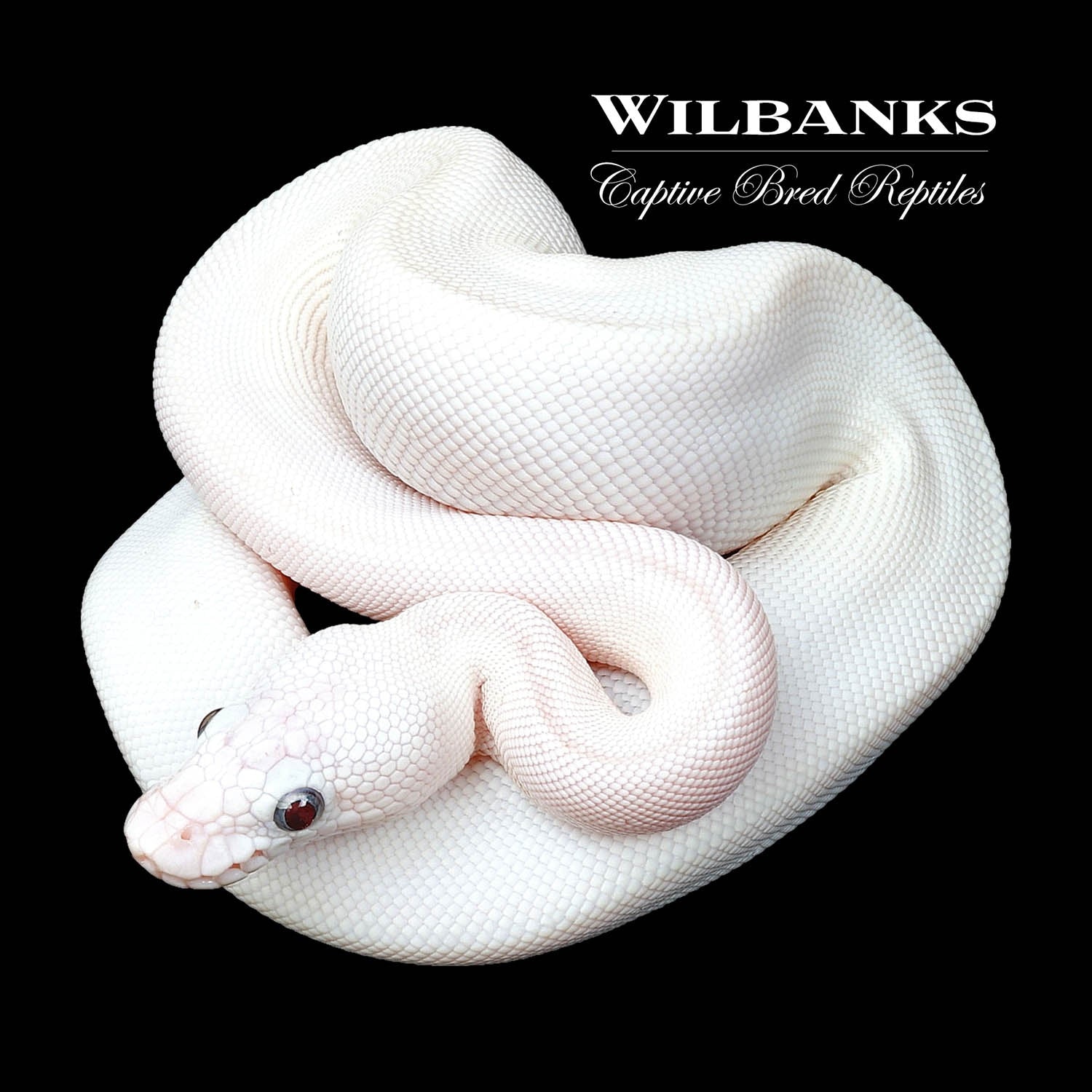 Blue Eyed Leucistic (Lucy) (Bamboo Butter) Ball Python by Wilbanks ...