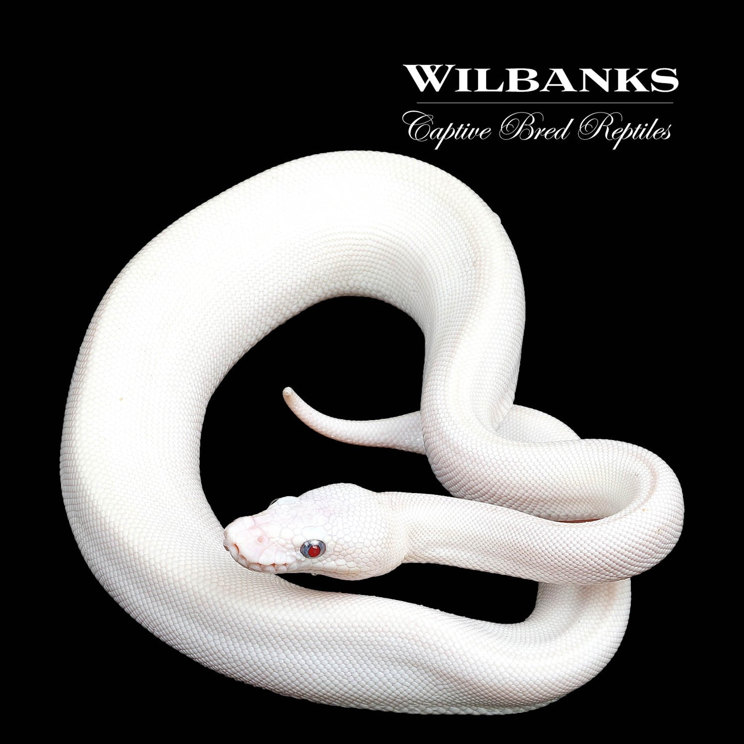 Blue Eyed Leucistic (Lucy) (Mojave Butter) Ball Python by Wilbanks ...