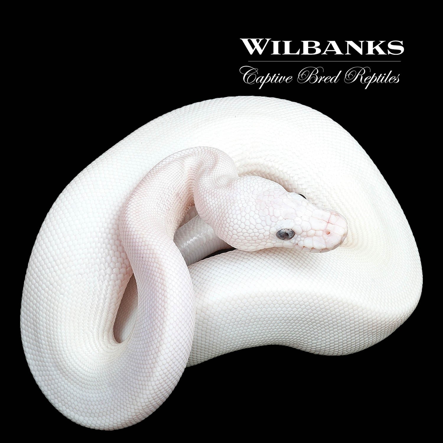 Blue Eyed Leucistic (Lucy) (Mojave Butter) Ball Python by Wilbanks ...