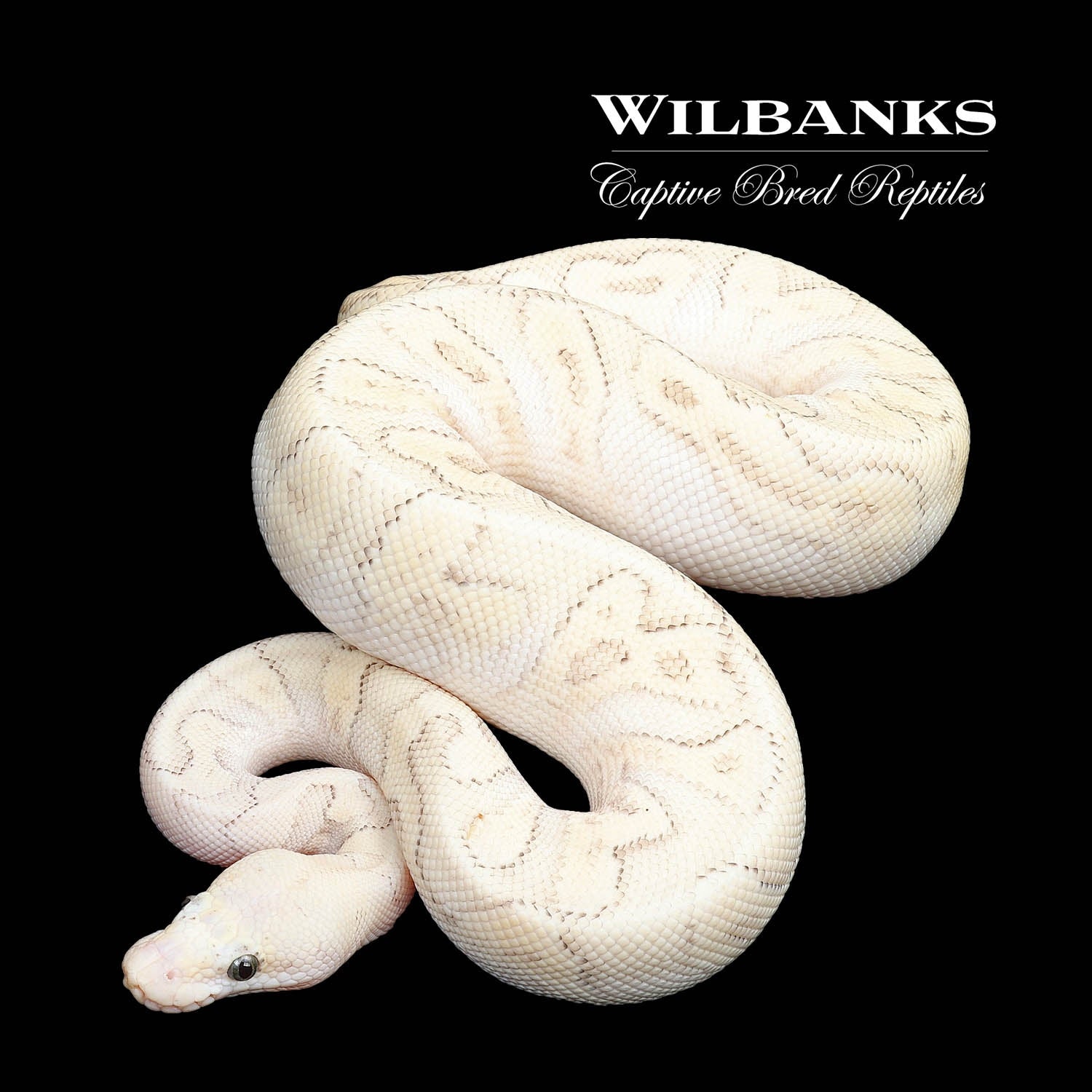 SuperFly Mojave GHI Clown Ball Python by Wilbanks Captive Bred Reptiles ...