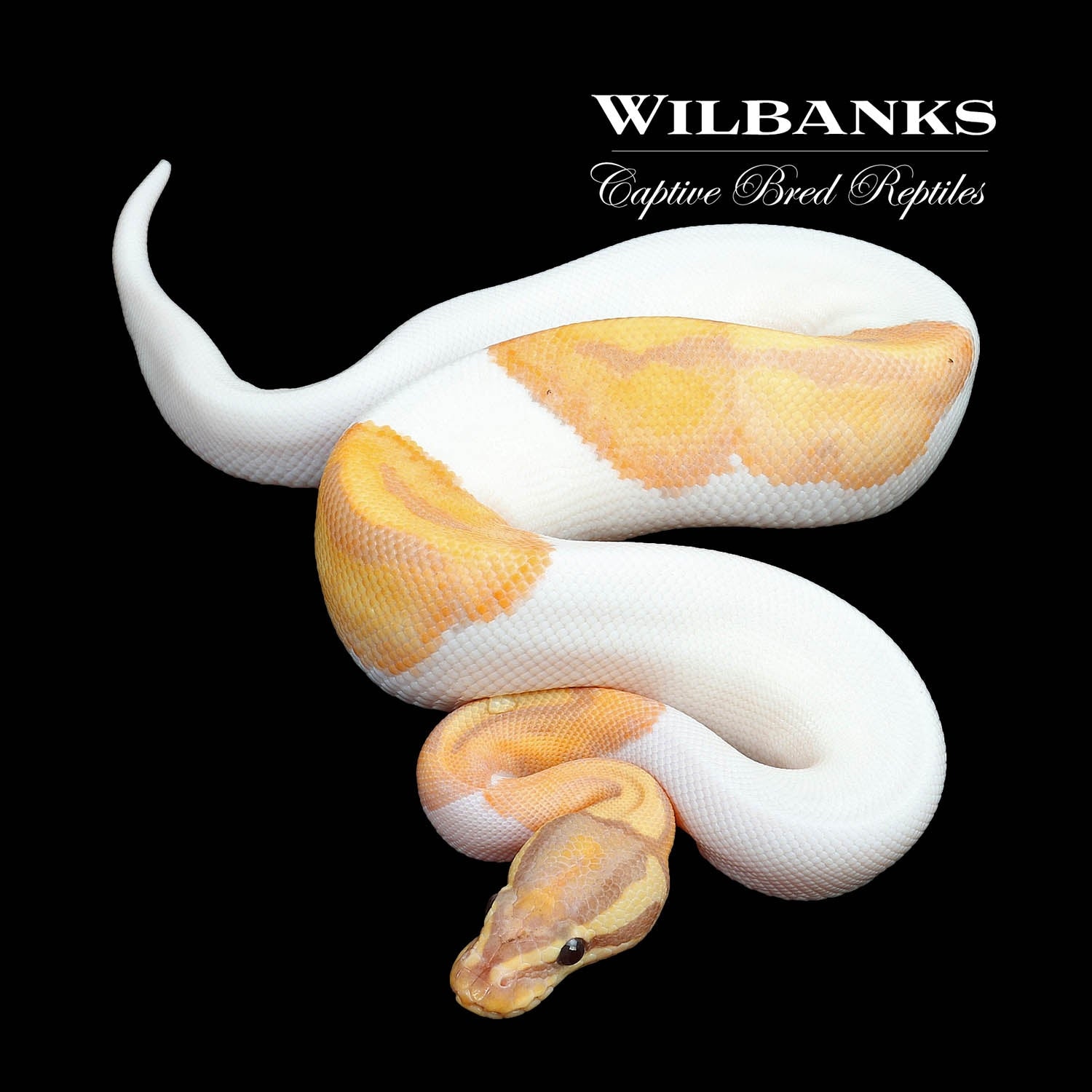 Banana Pied Ball Python by Wilbanks Captive Bred Reptiles - MorphMarket