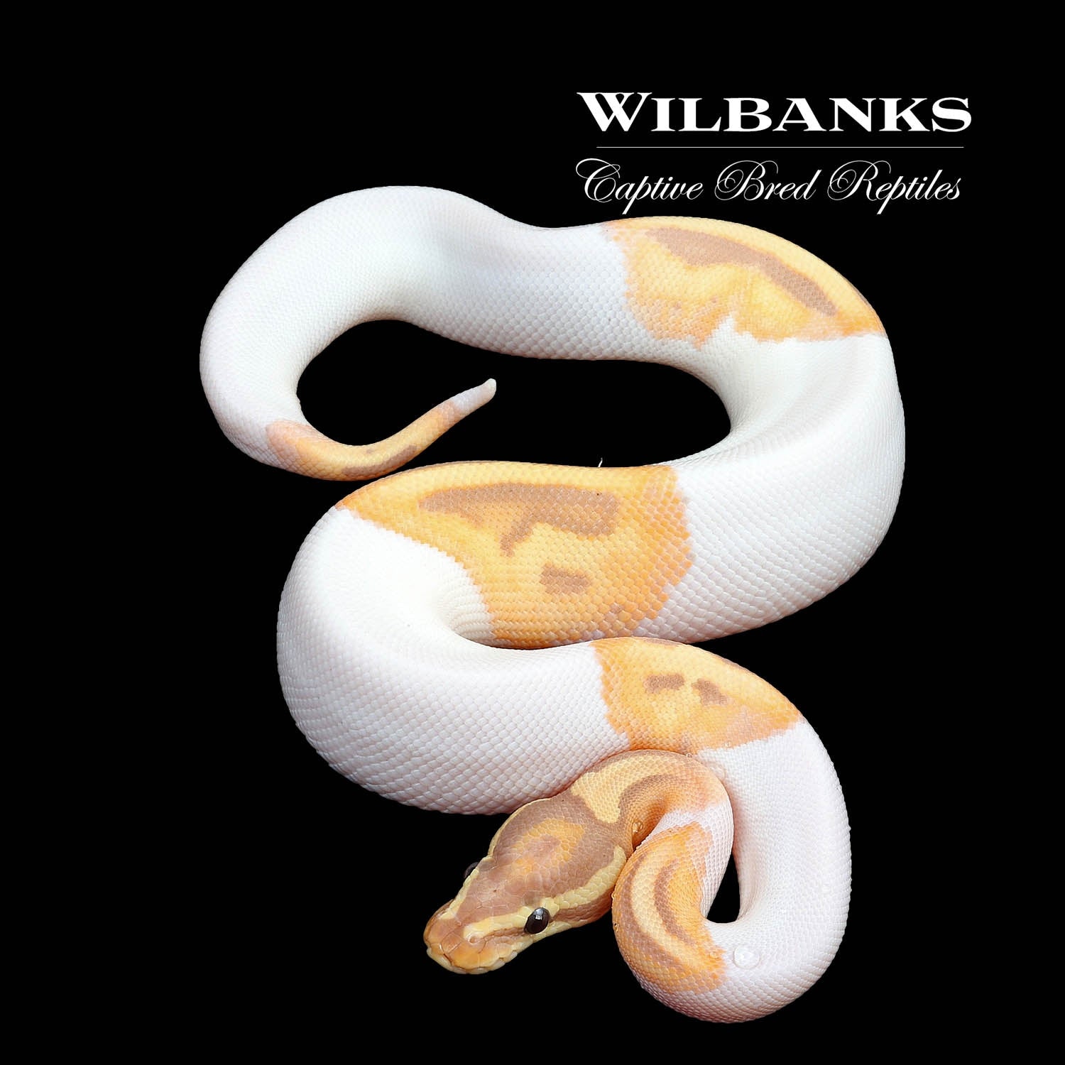 Banana Pied Ball Python by Wilbanks Captive Bred Reptiles - MorphMarket