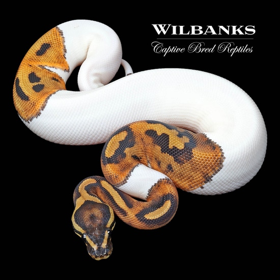 Pied (Smiley Face) Ball Python by Wilbanks Captive Bred Reptiles