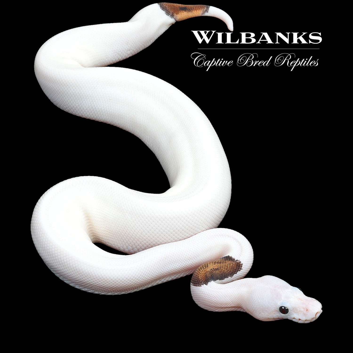 Cinnamon Pied Ball Python by Wilbanks Captive Bred Reptiles - MorphMarket