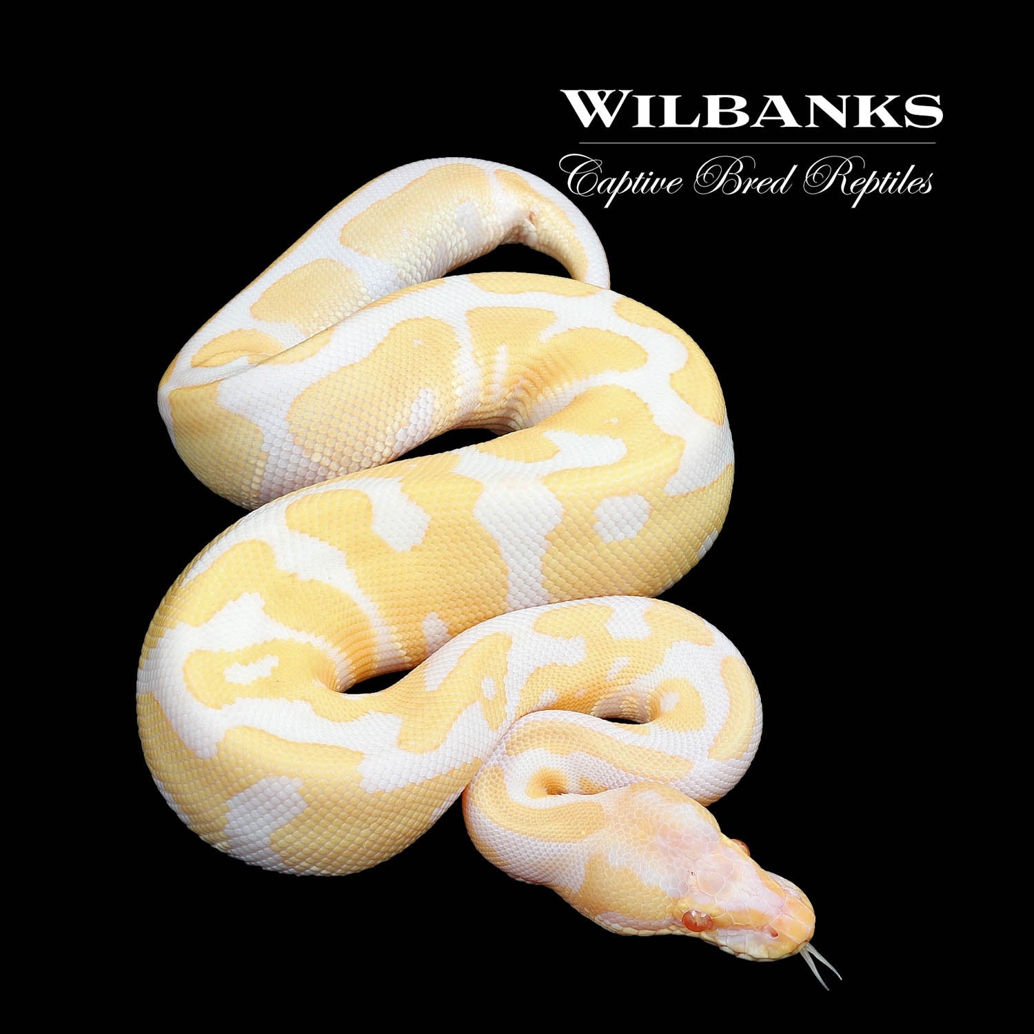 Albino Leopard Ball Python by Wilbanks Captive Bred Reptiles - MorphMarket