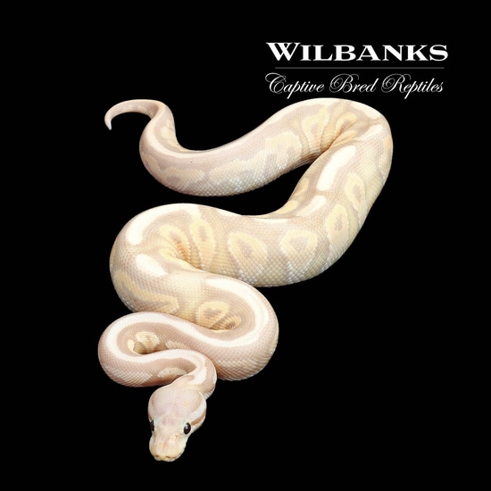 Banana Cinnamon Fire 100% Het. Clown Ball Python by Wilbanks Captive ...