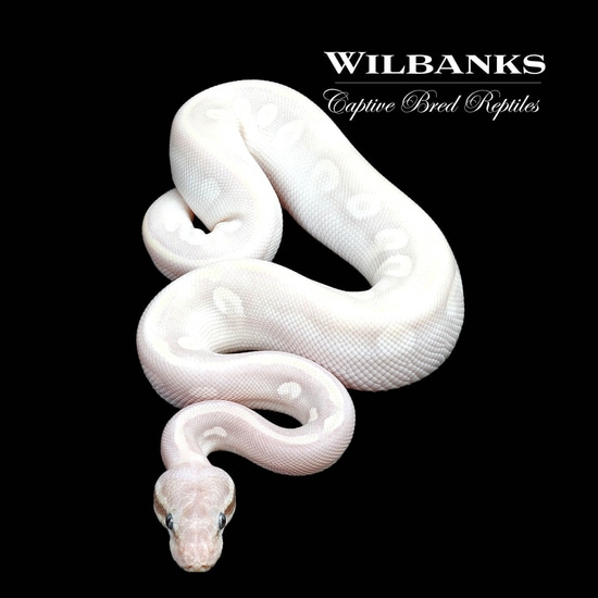 Pastel Purple Passion Ball Python by Wilbanks Captive Bred Reptiles