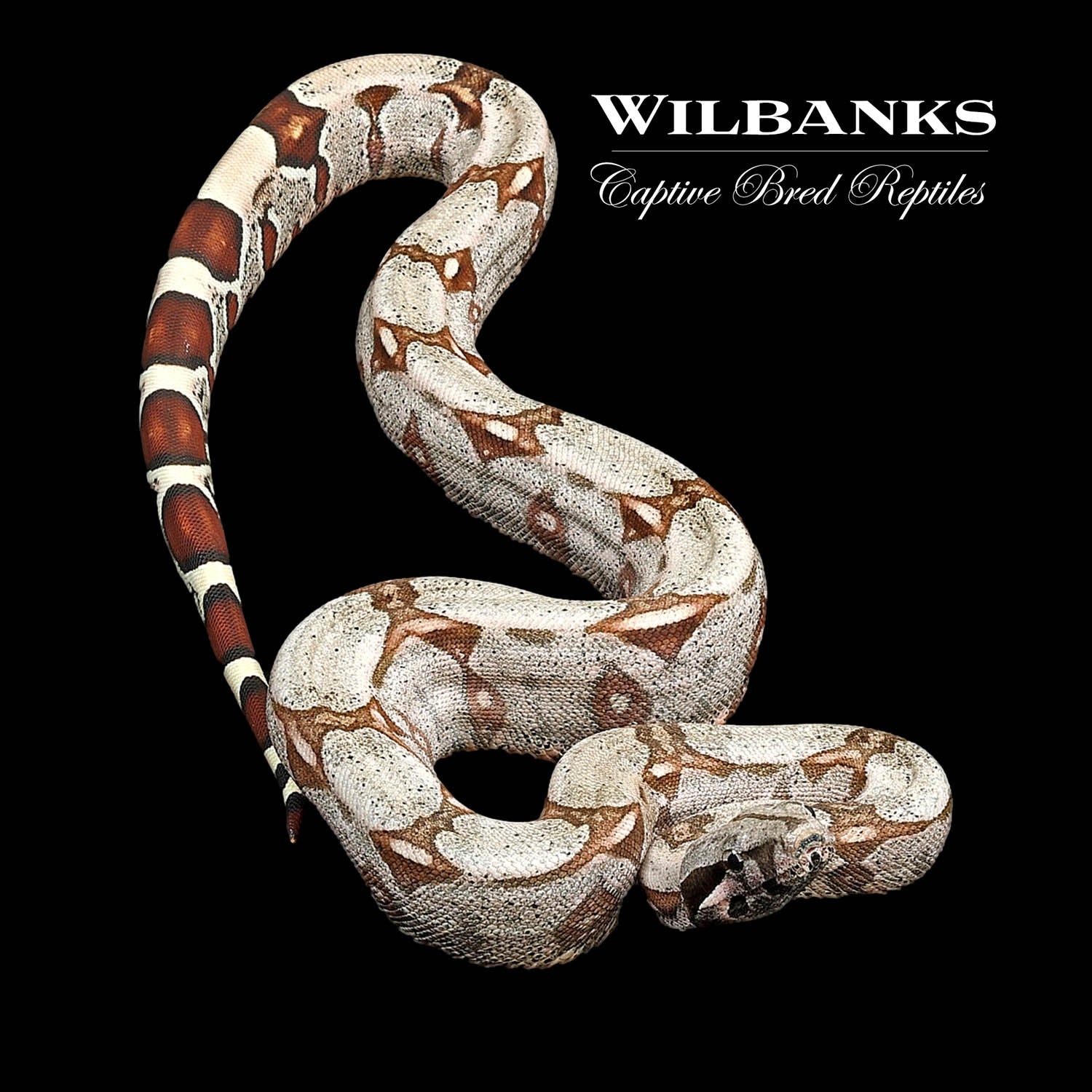Guyana True Red-tailed Boa Constrictor by Wilbanks Captive Bred ...