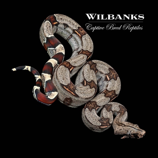 Guyana True Red Tailed Boa Constrictor True Red-Tailed Boa Constrictor ...