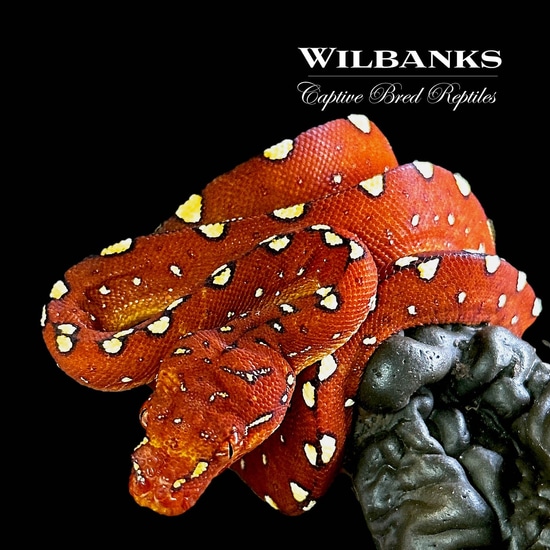 Biak Green Tree Python by Wilbanks Captive Bred Reptiles