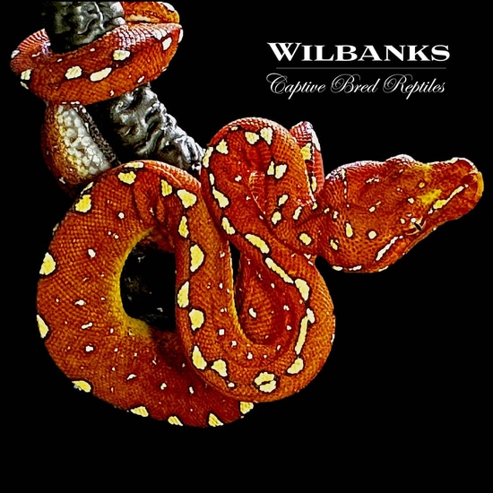 Biak Green Tree Python by Wilbanks Captive Bred Reptiles