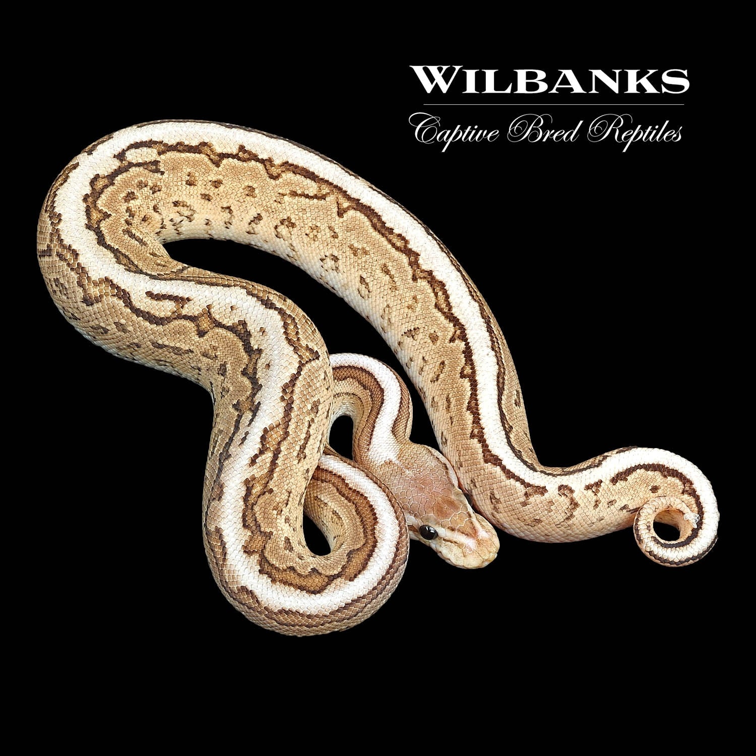 Fire Cinnamon Pinstripe Ball Python by Wilbanks Captive Bred Reptiles ...