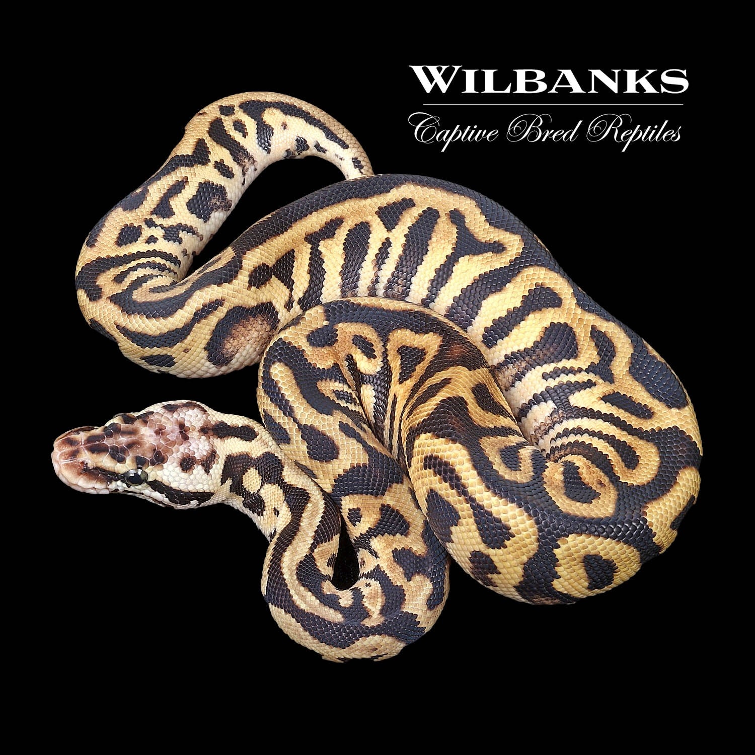 Pastel Leopard Spotnose 100% Het. Clown Ball Python by Wilbanks Captive ...