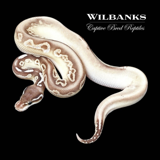 Pewter Butter Yellow Belly Ball Python by Wilbanks Captive Bred Reptiles