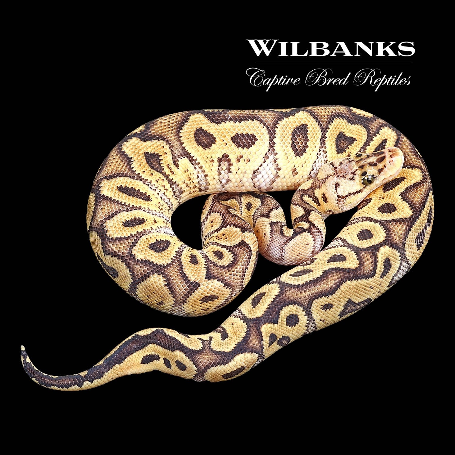GHI Pastel Clown Ball Python by Wilbanks Captive Bred Reptiles ...