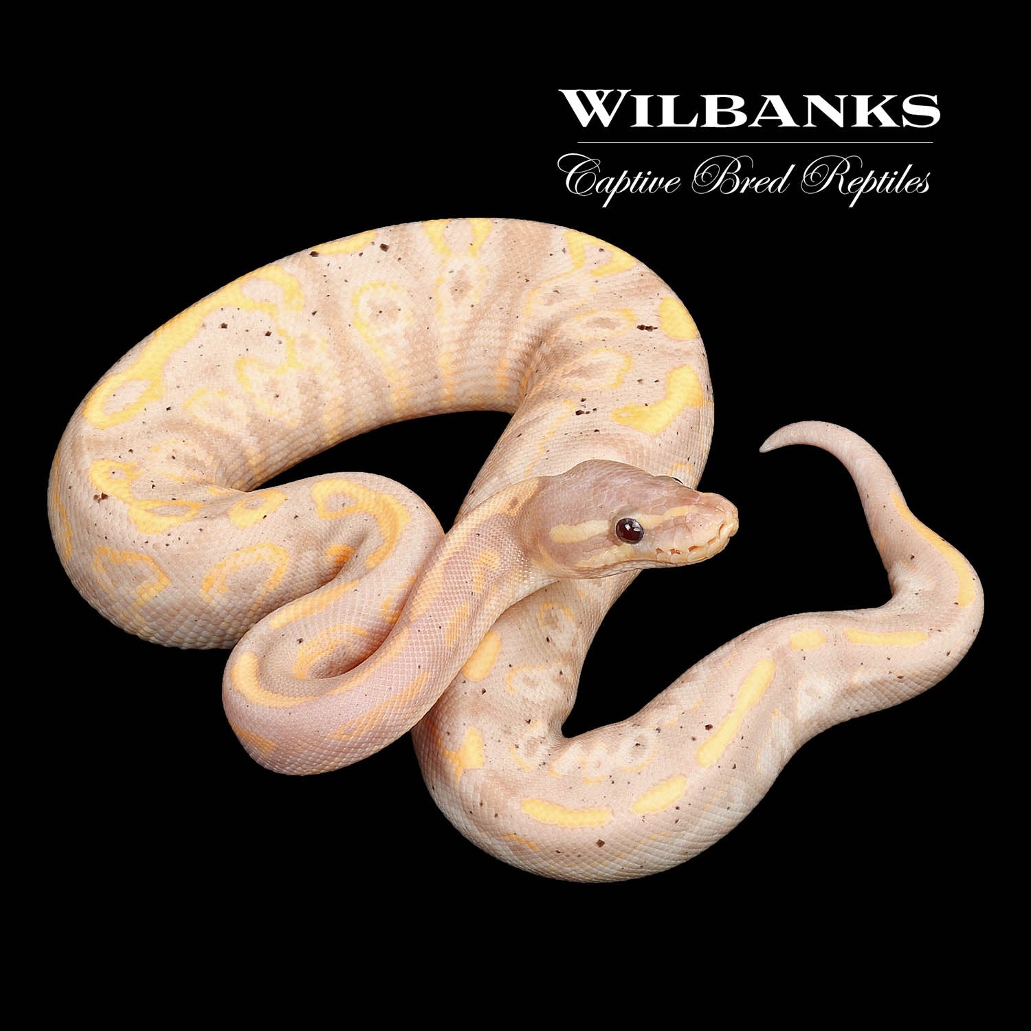 Banana Black Pastel Fire Ball Python by Wilbanks Captive Bred Reptiles ...