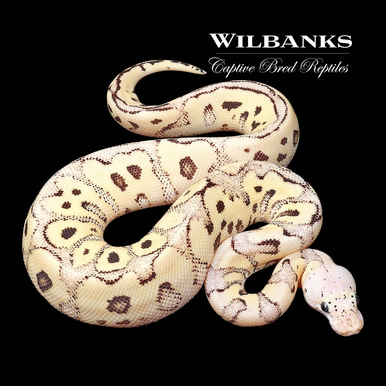 FireFly Spotnose Clown Ball Python by Wilbanks Captive Bred Reptiles ...